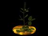 tulsi plant 3d model 3D model | CGTrader