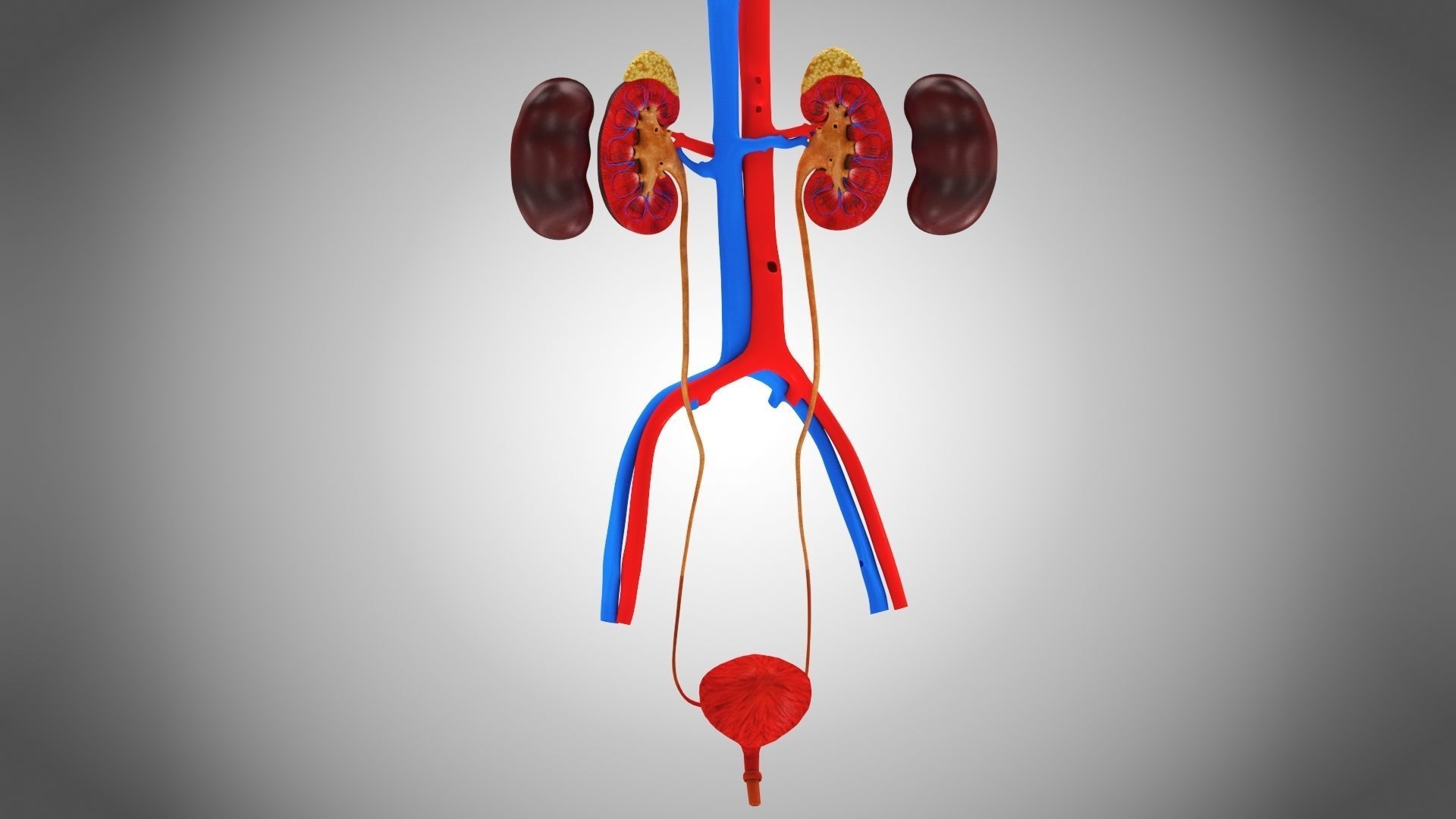 Urinary system 3D model | CGTrader