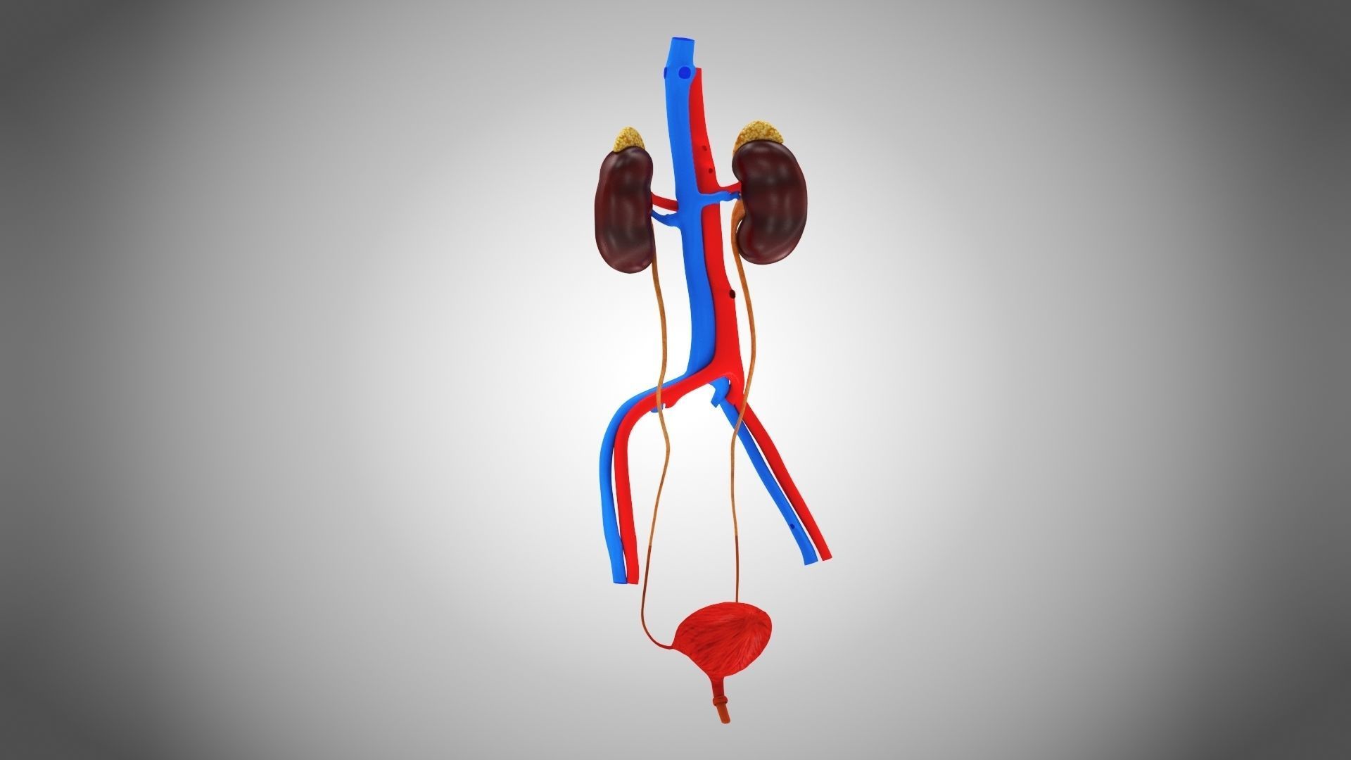 Urinary system 3D model | CGTrader