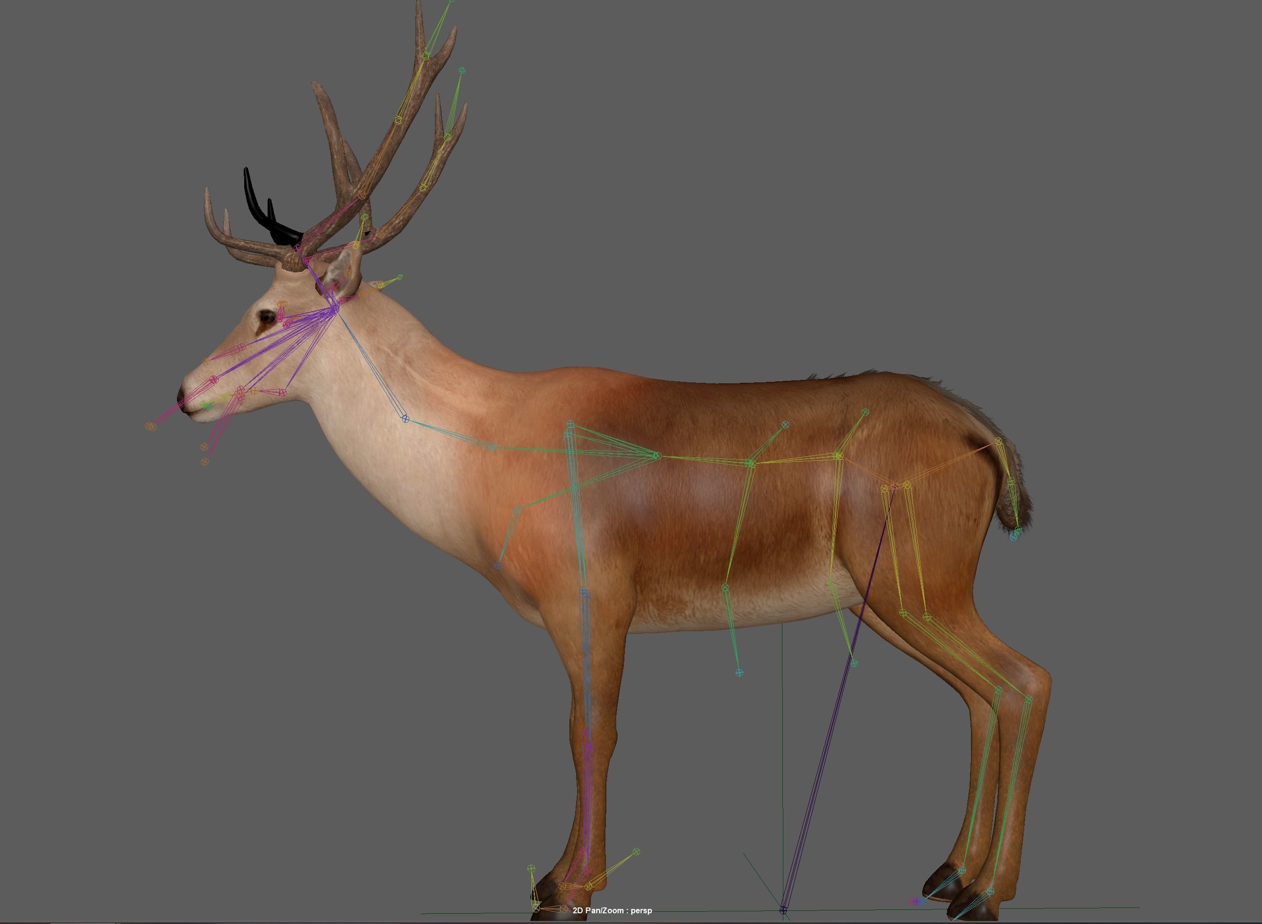Deer Rig 3D model rigged | CGTrader