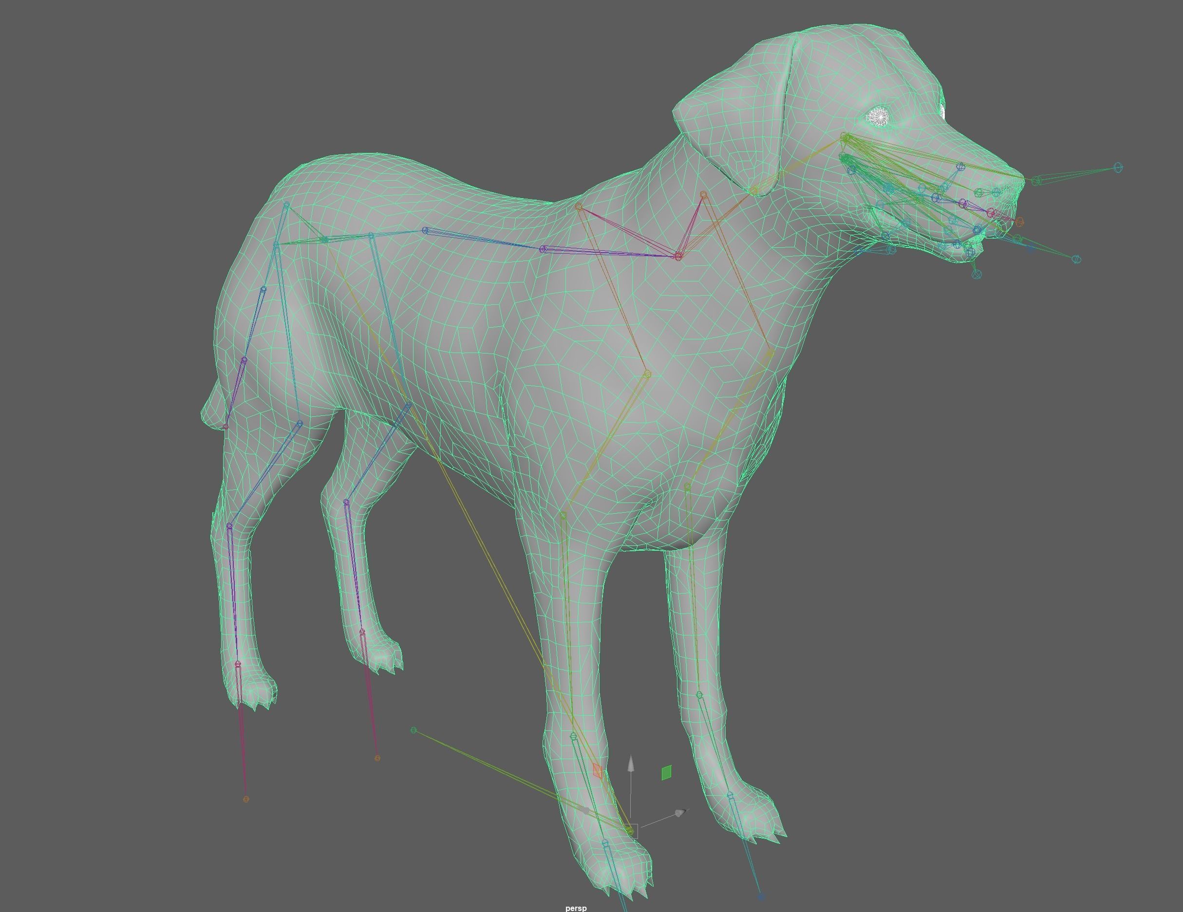 Dog - Labrador Retriever Rig 3D model rigged | CGTrader