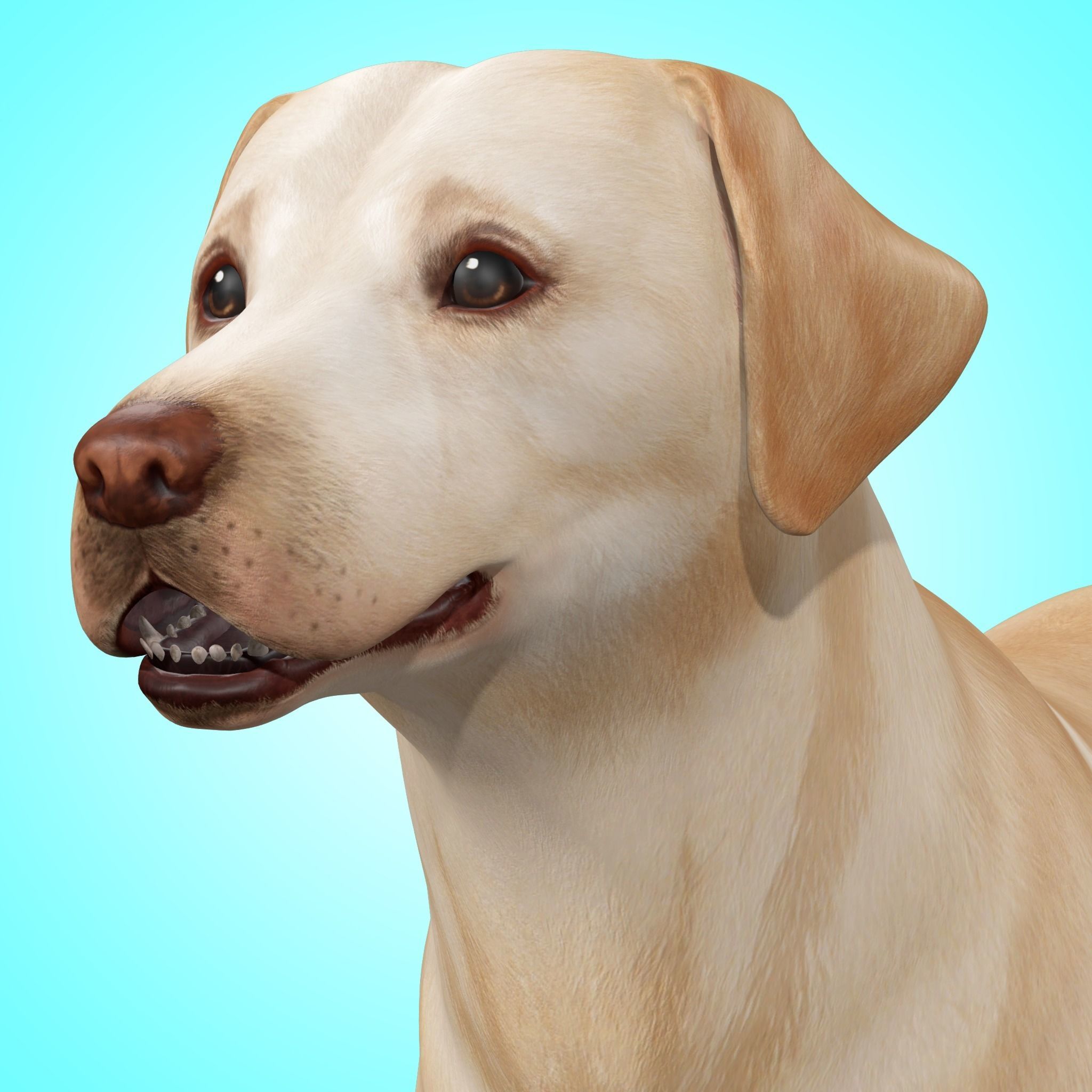 Dog - Labrador Retriever Rig 3D model rigged | CGTrader