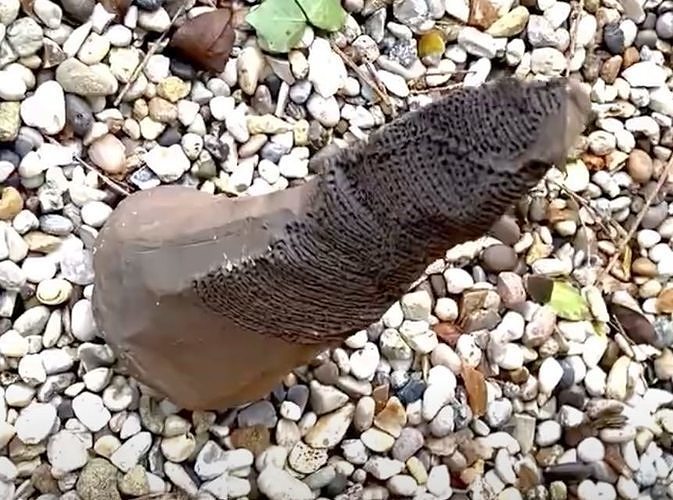 Phallic Object 3D model | CGTrader