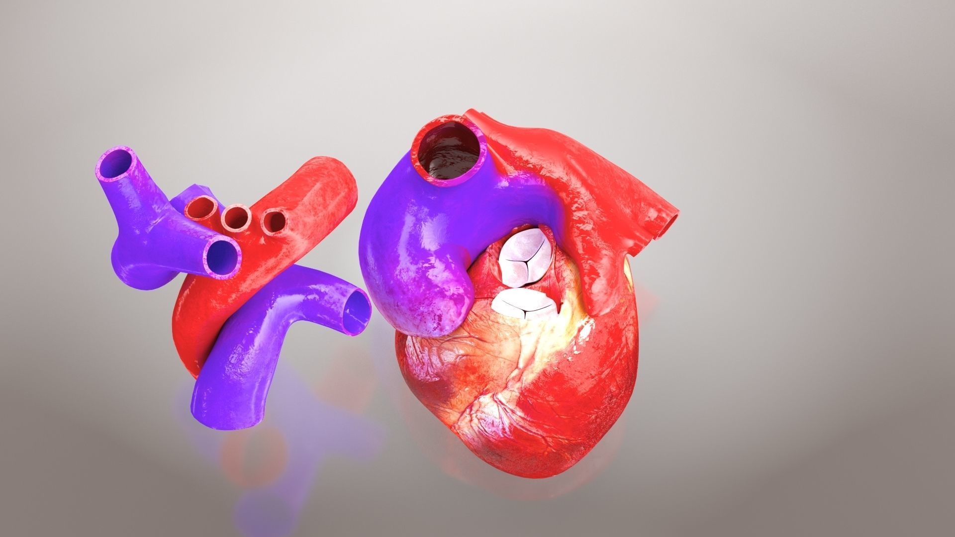 3D model Animated Human Heart Anatomy 8K with cross-section VR / AR ...