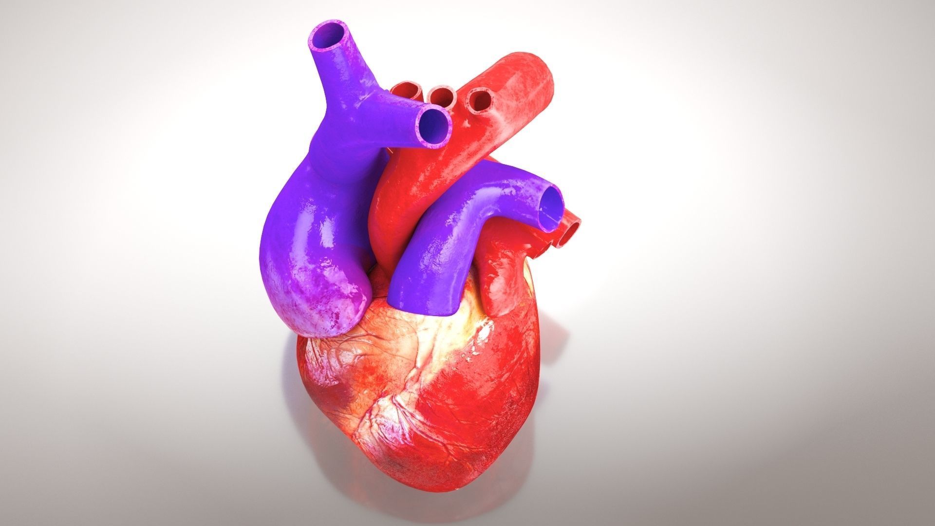 3D model Animated Human Heart Anatomy 8K with cross-section VR / AR ...