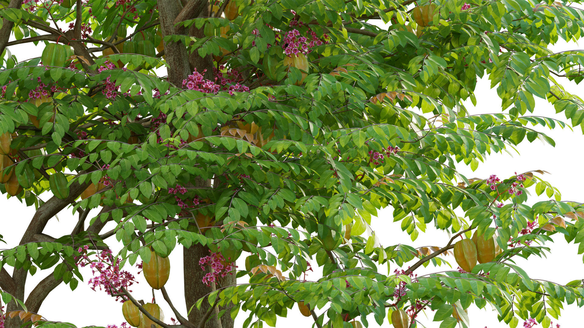 Averrhoa carambola - Starfruit tree 02 3D model | CGTrader