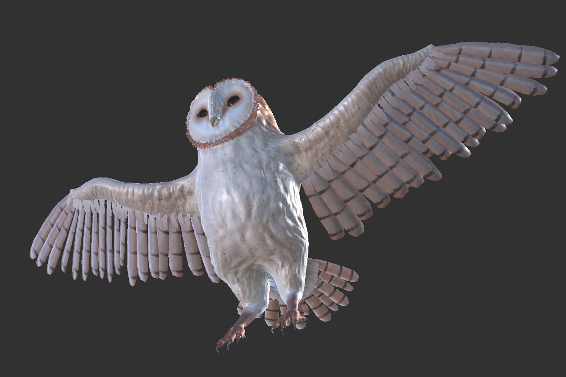 3D model Barn Owl VR / AR / low-poly | CGTrader