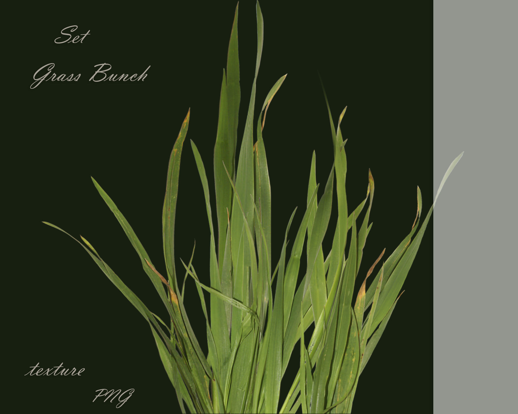 Texture Set of Texture Grass bunch PNG VR / AR / low-poly | CGTrader