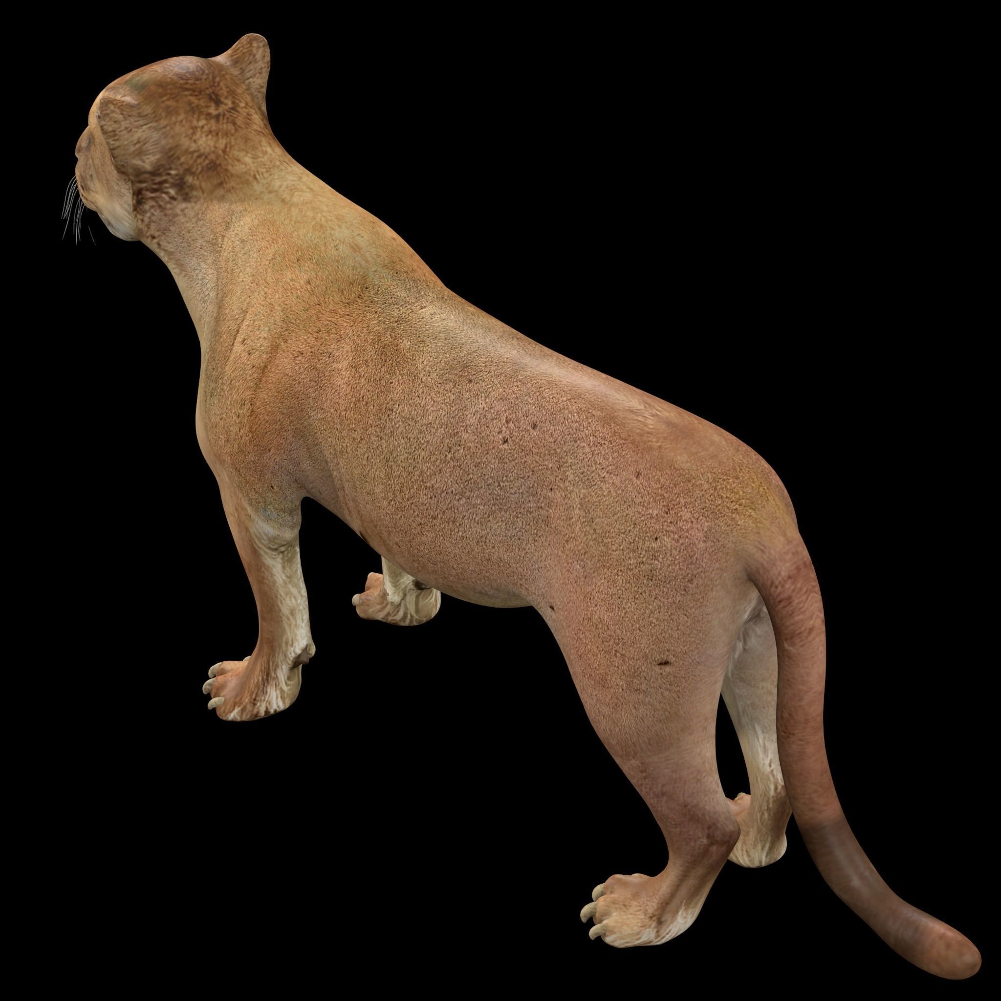 3D model Lion female - Lioness Rig VR / AR / low-poly | CGTrader
