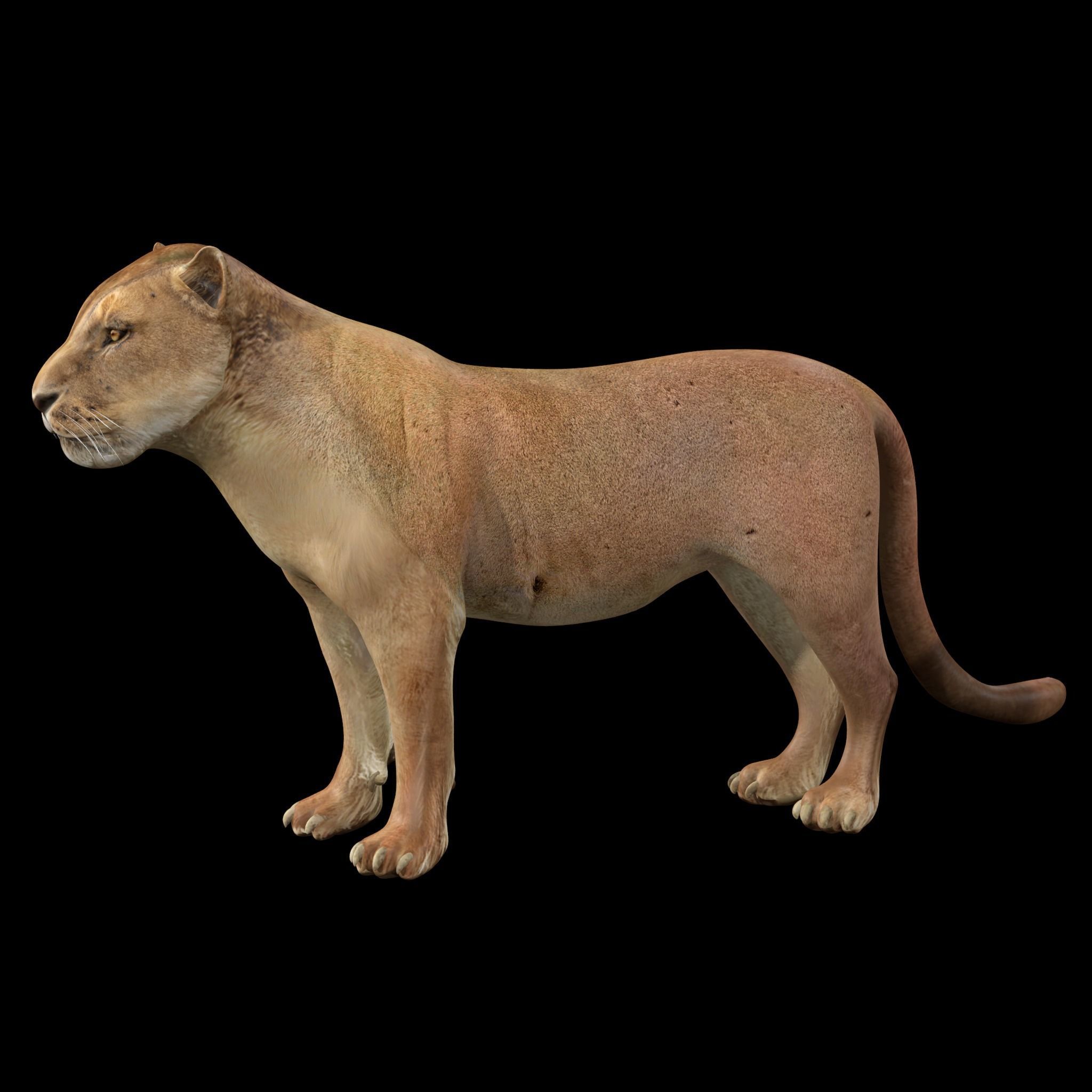3D model Lion female - Lioness Rig VR / AR / low-poly | CGTrader