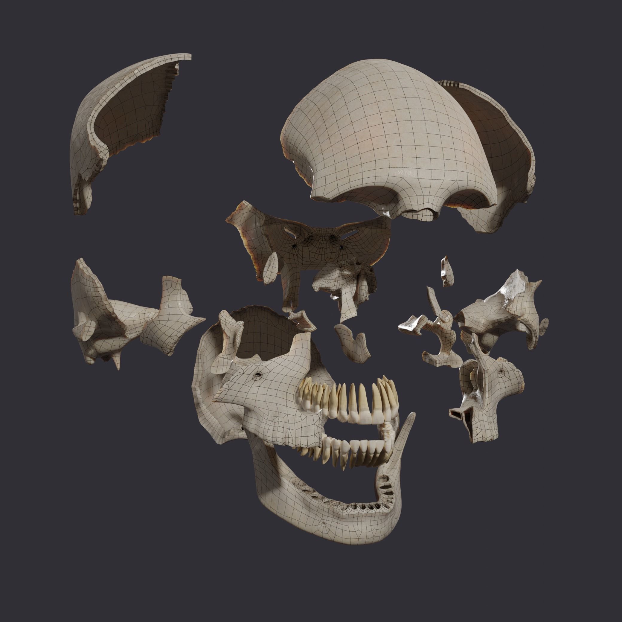 Skull bones 3D model | CGTrader