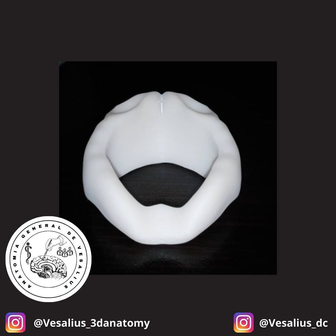 Larynx 3D model 3D printable | CGTrader