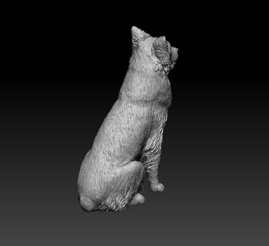 Australian shepherd dog 3D model 3D printable | CGTrader