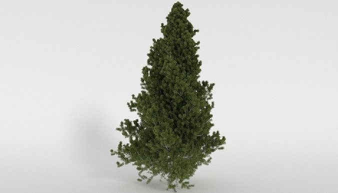 Realistic Tree 3D model | CGTrader