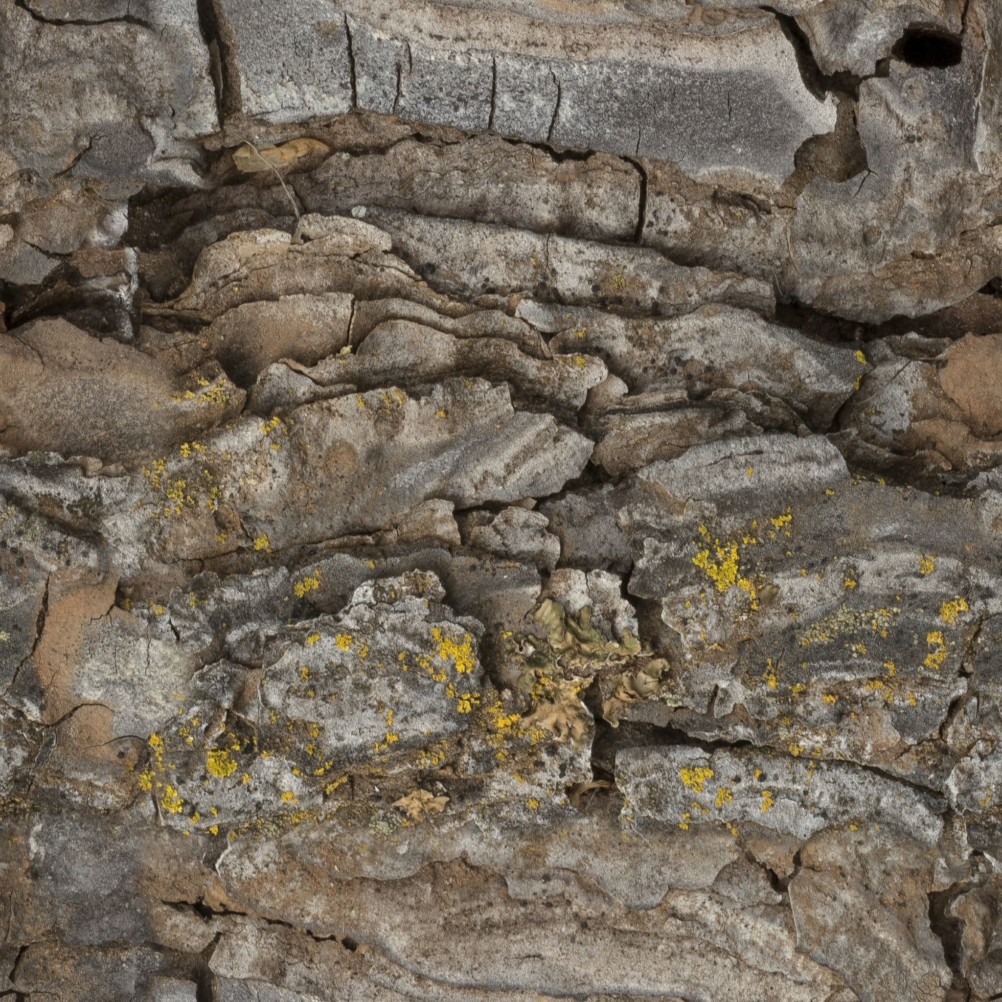 Bark 4 Texture | CGTrader