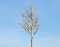 Leafless 3D Models | CGTrader