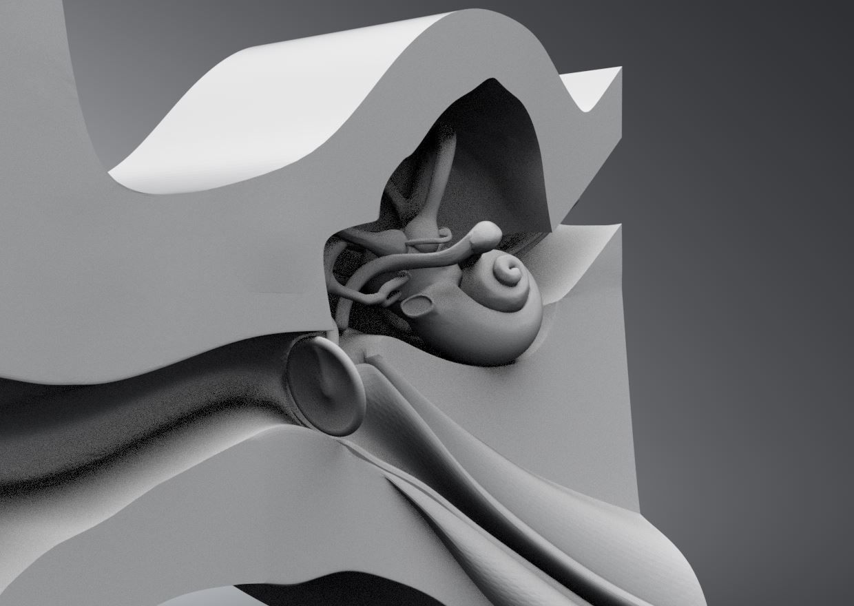 Human Ear Internal 3D model 3D printable | CGTrader