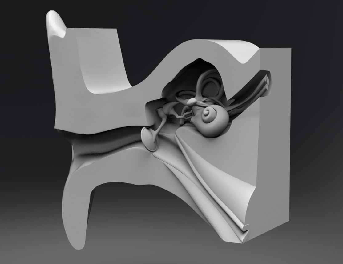 Human Ear Internal 3D model 3D printable | CGTrader