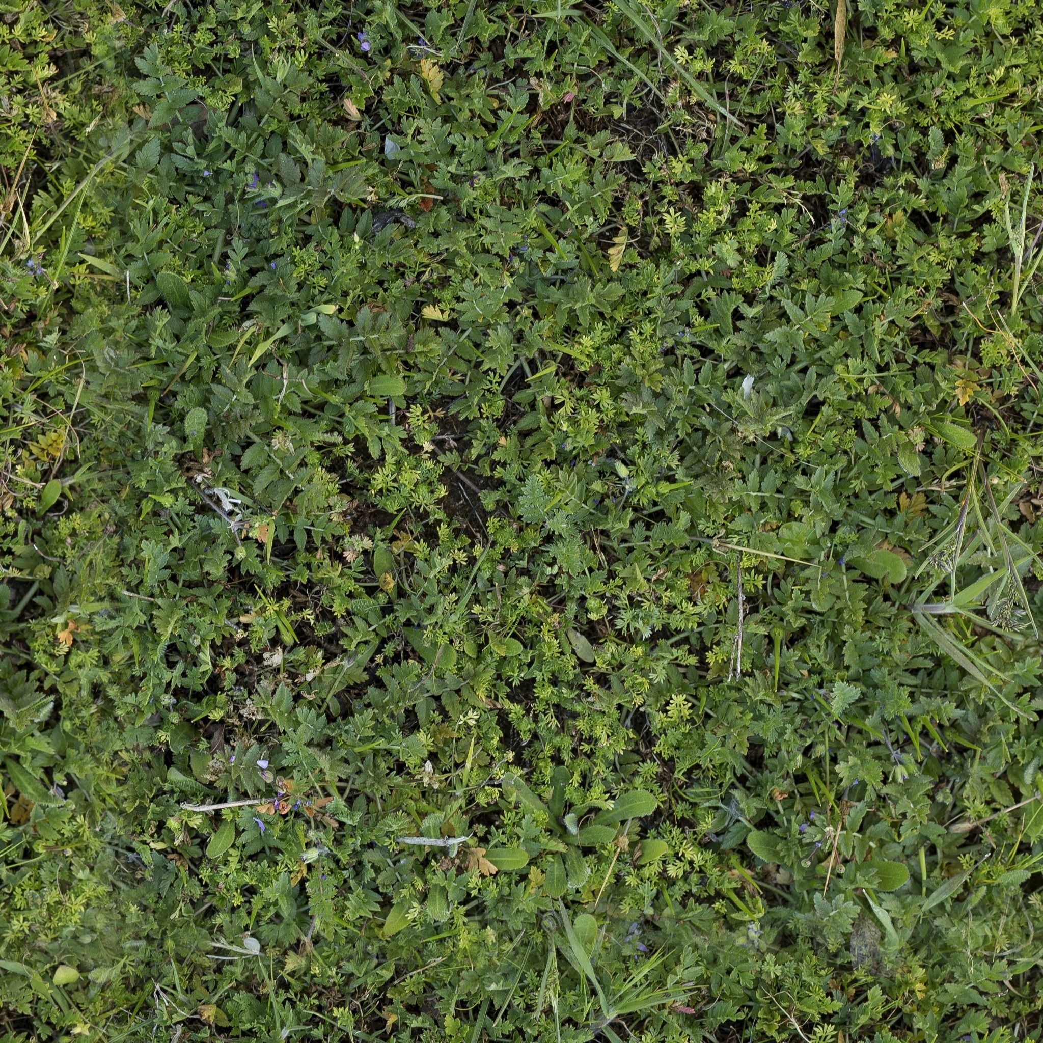 Low Vegetation 4 Texture | CGTrader