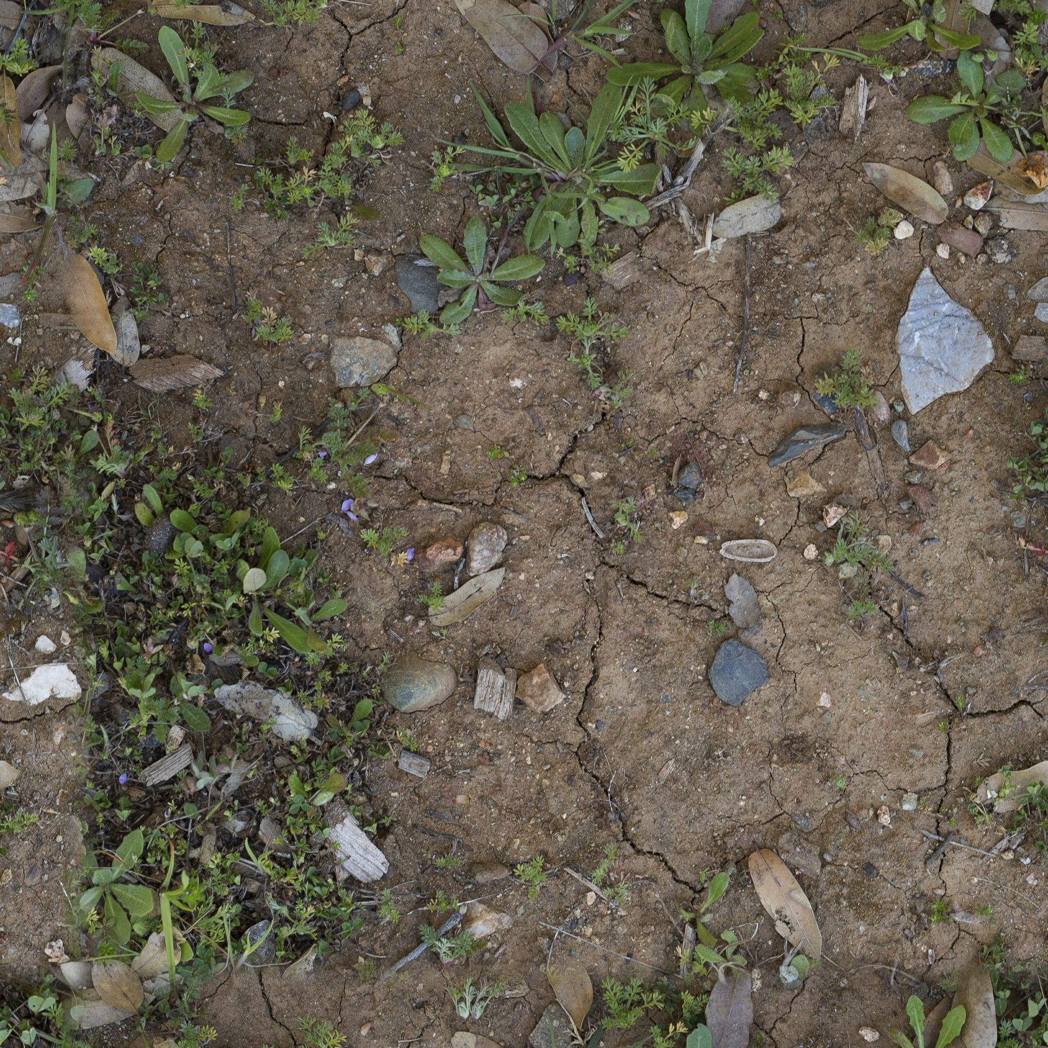 Low Vegetation 5 Texture | CGTrader