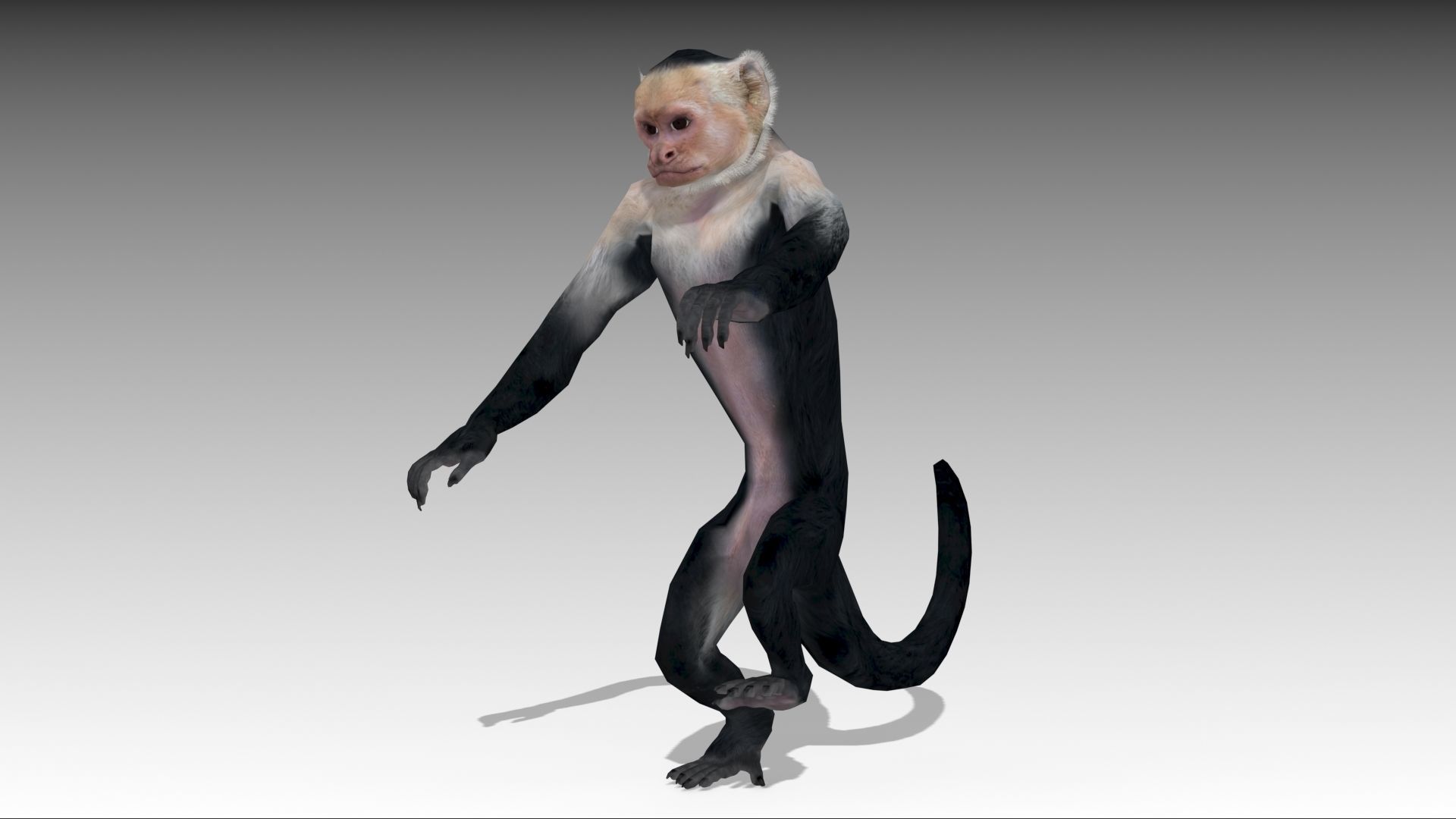 3D model Capuchin Monkey VR / AR / low-poly rigged animated | CGTrader
