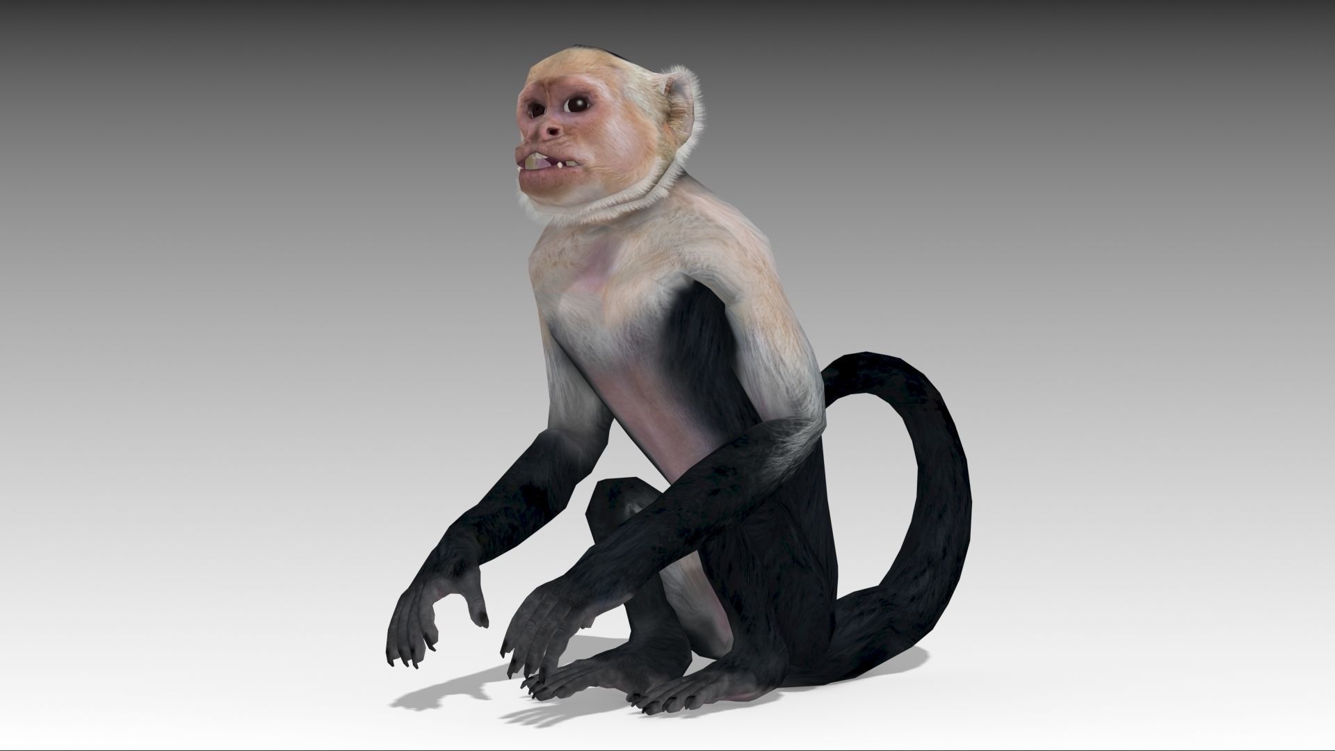 3D model Capuchin Monkey VR / AR / low-poly rigged animated | CGTrader