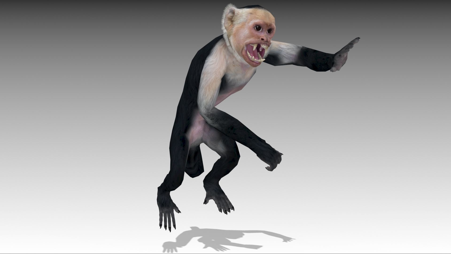 3D model Capuchin Monkey VR / AR / low-poly rigged animated | CGTrader