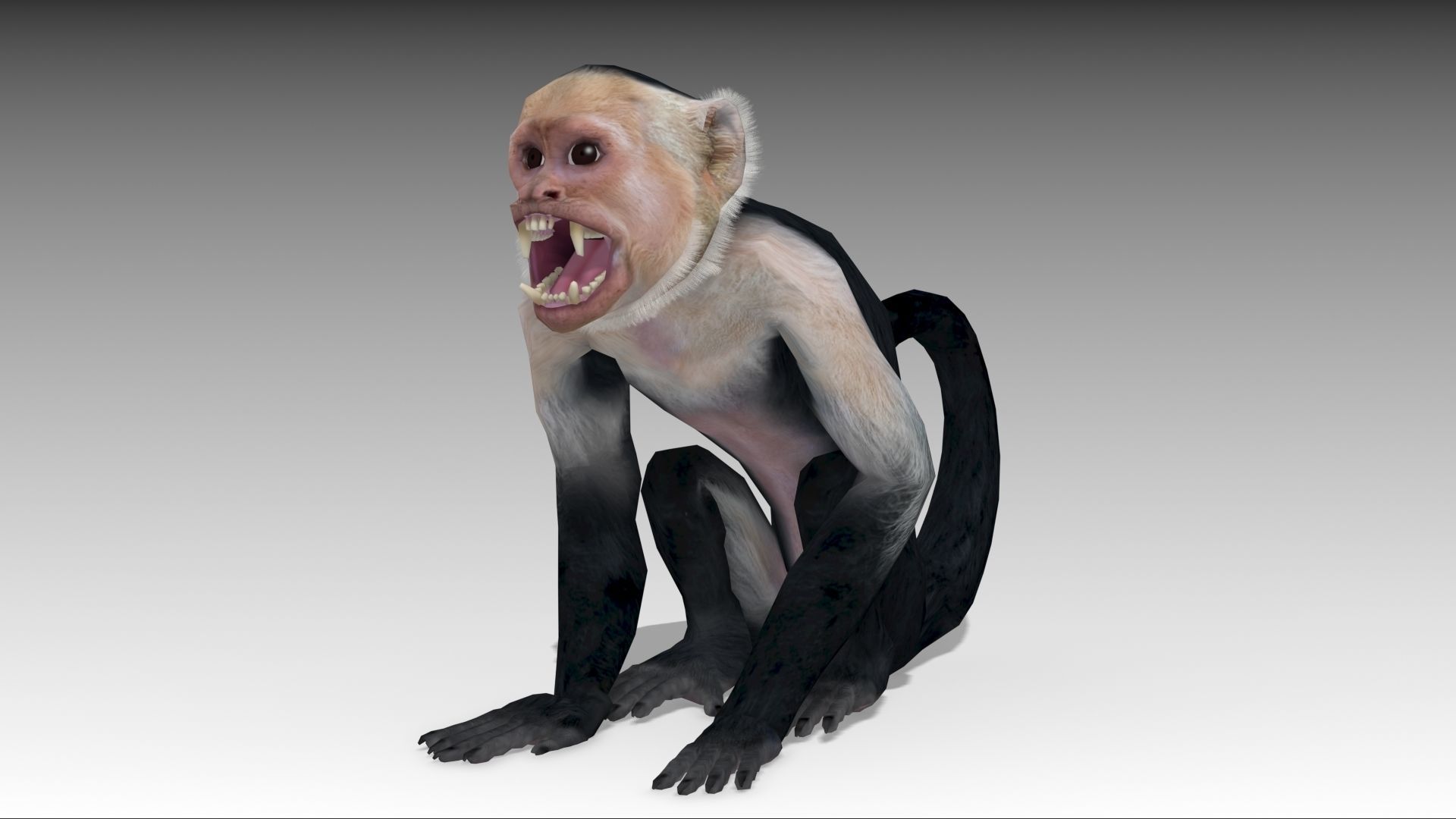 3D model Capuchin Monkey VR / AR / low-poly rigged animated | CGTrader