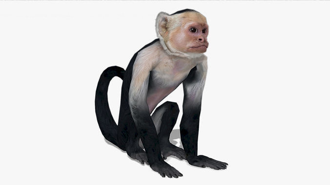 3D model Capuchin Monkey VR / AR / low-poly rigged animated | CGTrader