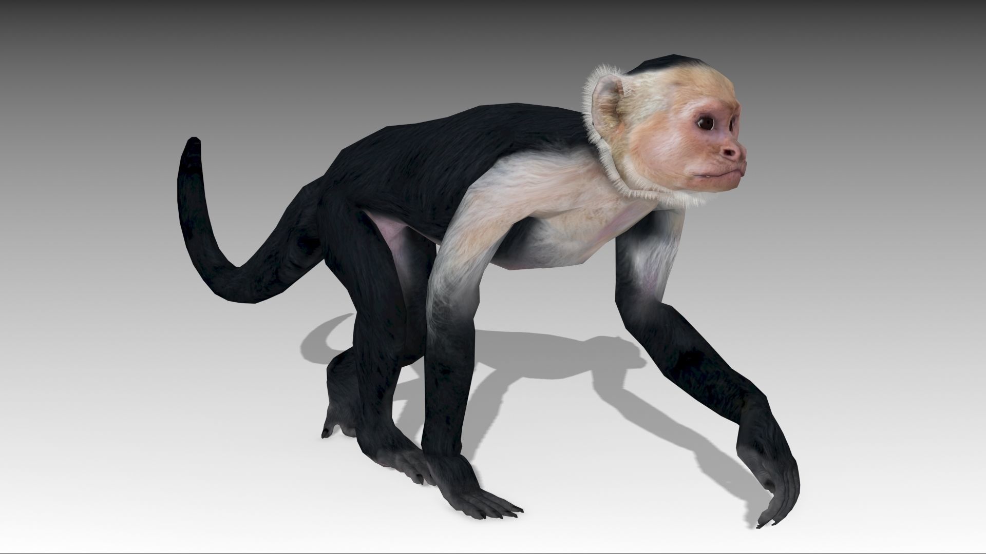 3D model Capuchin Monkey VR / AR / low-poly rigged animated | CGTrader