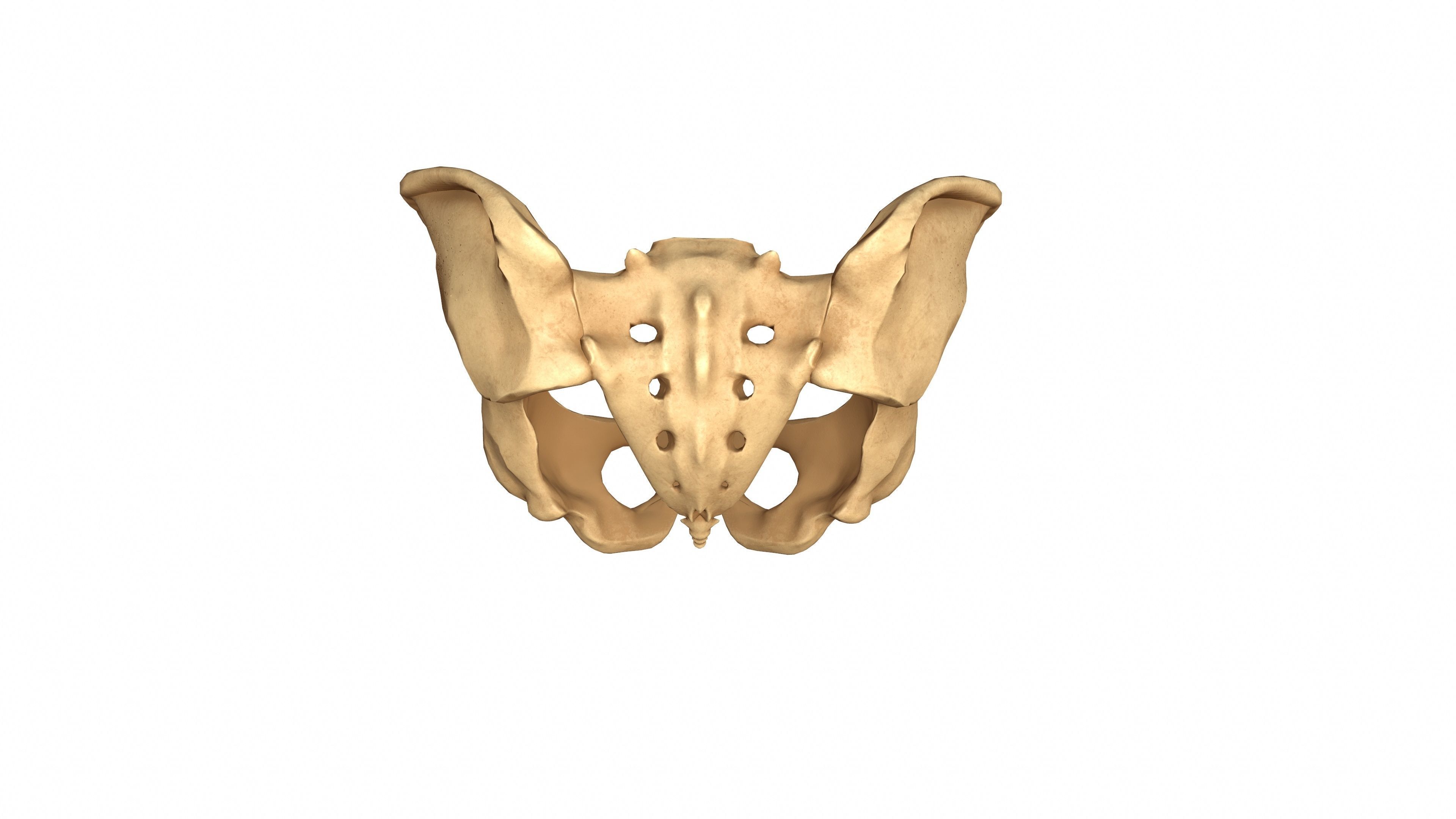 3D model human pelvis low poly VR / AR / low-poly | CGTrader