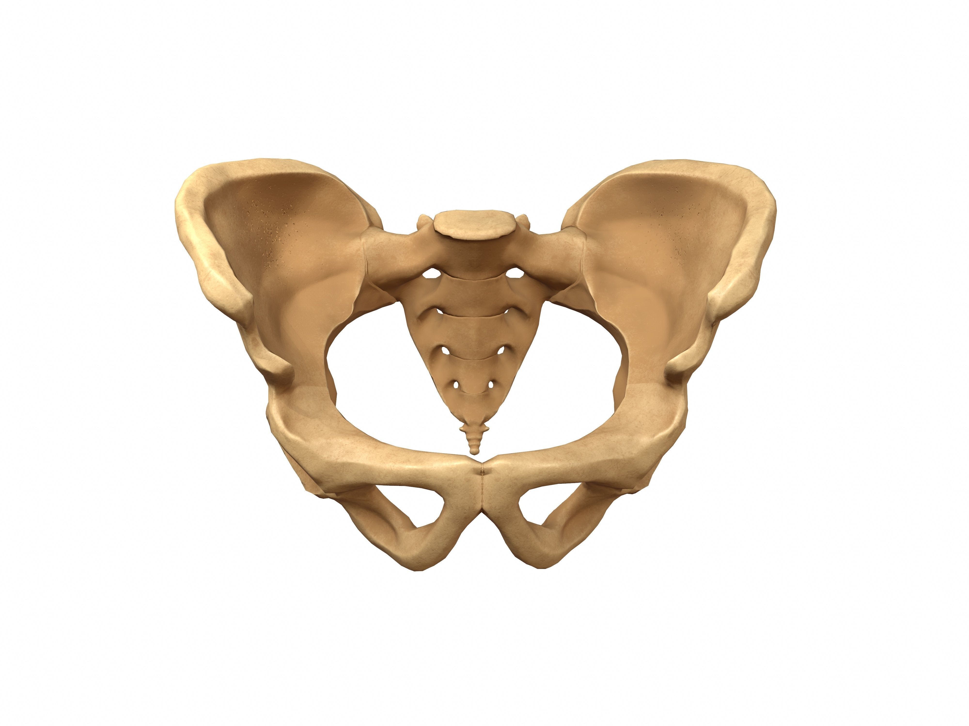 3D model human pelvis low poly VR / AR / low-poly | CGTrader