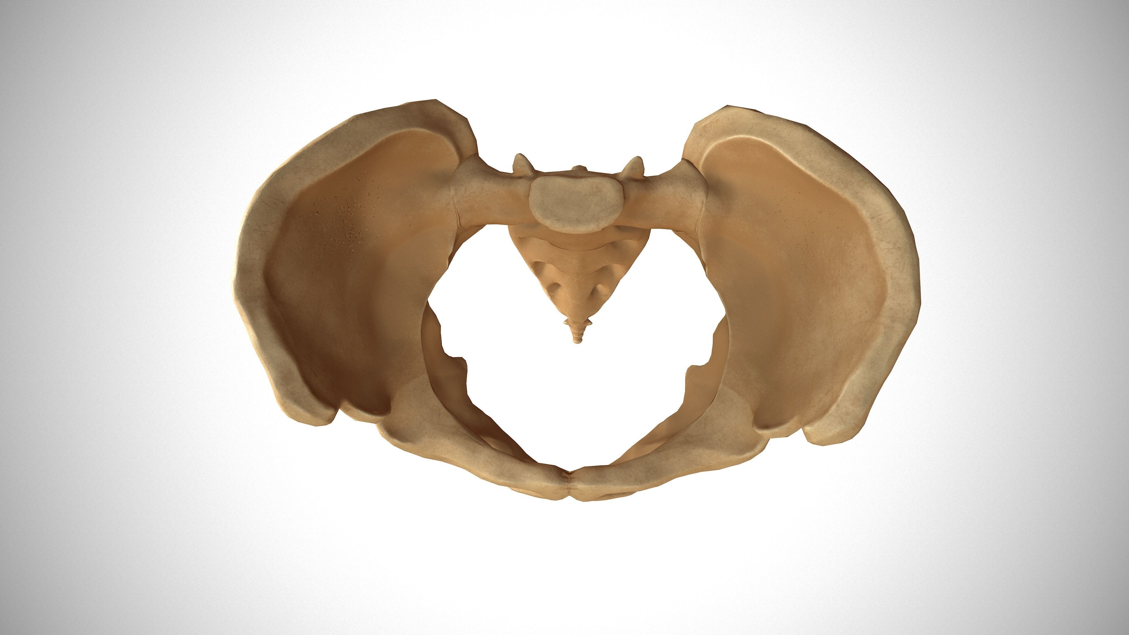 3D model human pelvis low poly VR / AR / low-poly | CGTrader