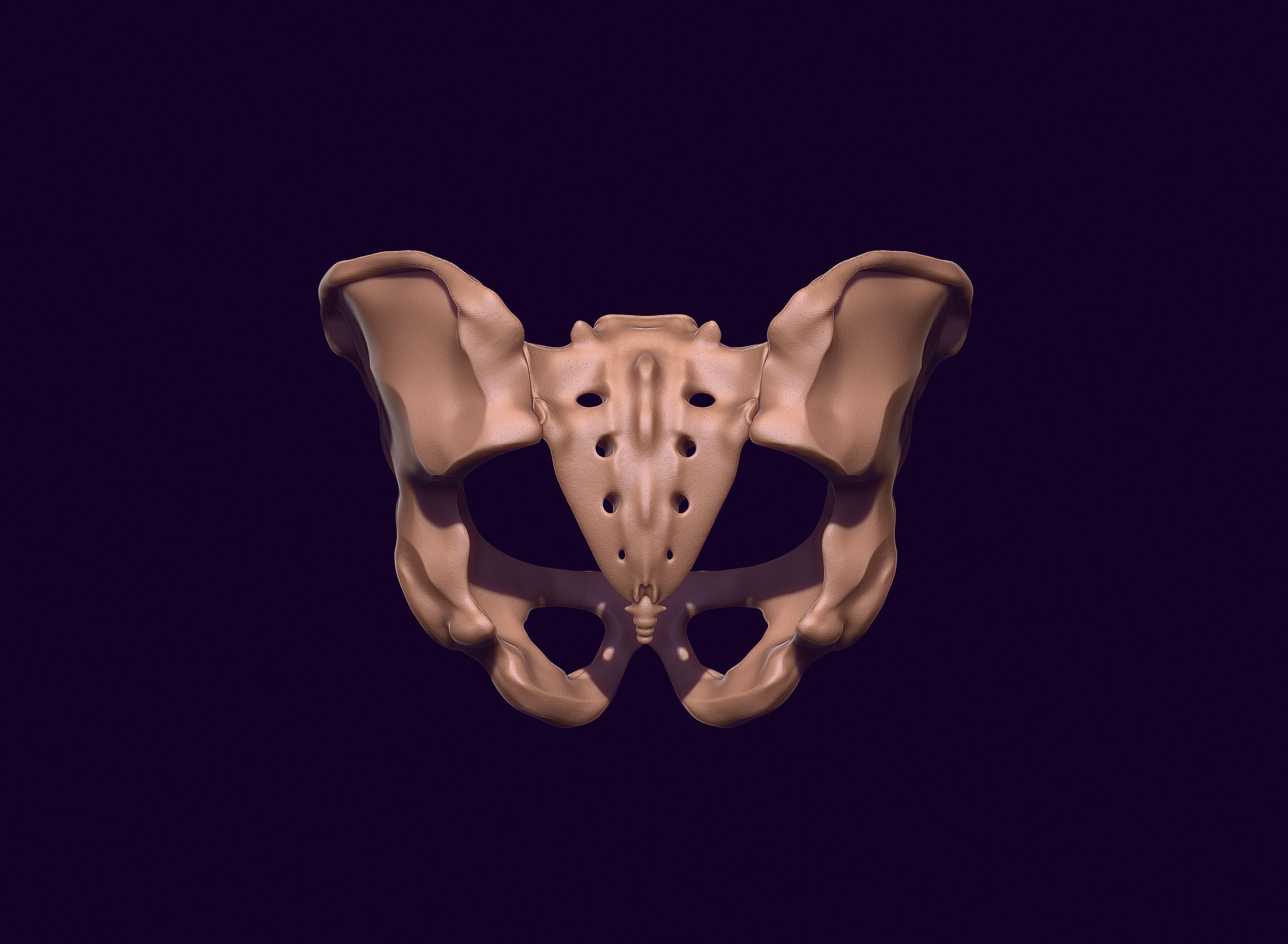 human pelvis printable 3D model 3D printable | CGTrader