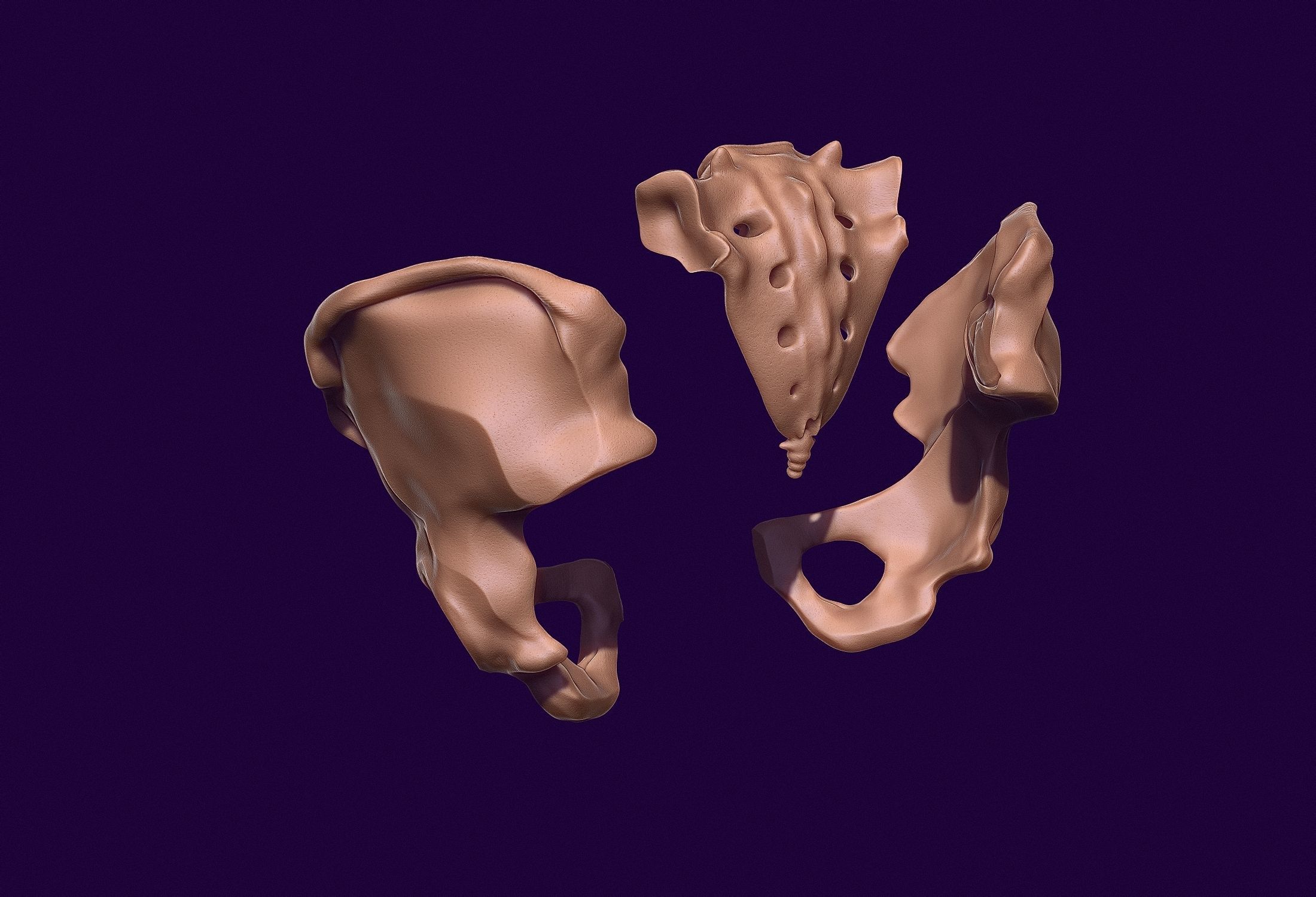 human pelvis printable 3D model 3D printable | CGTrader