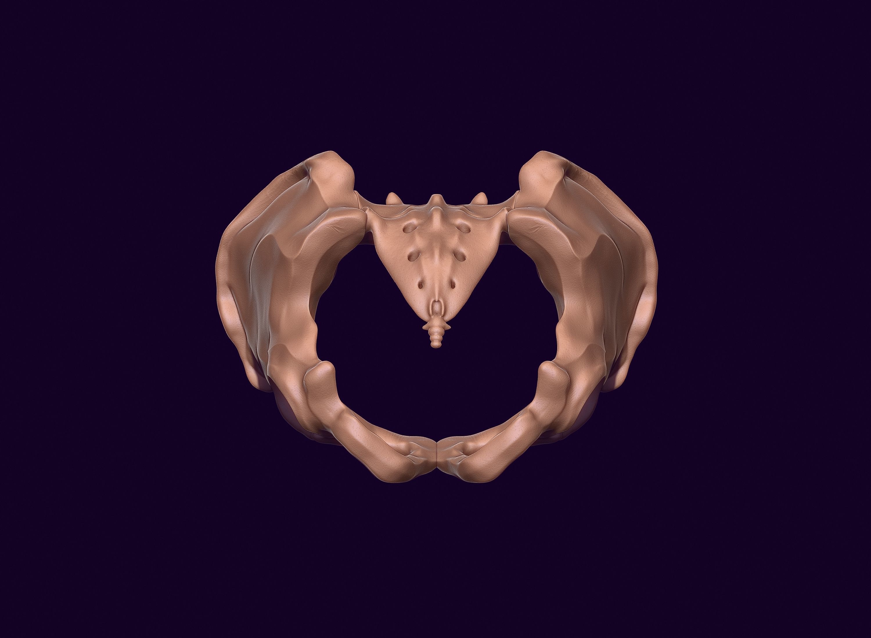 human pelvis printable 3D model 3D printable | CGTrader