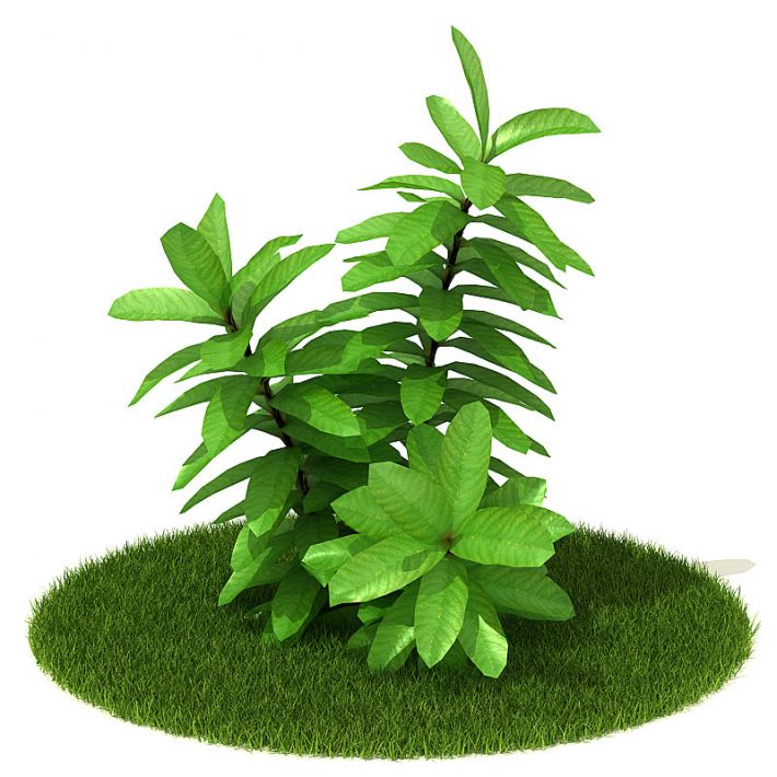 Green Simple Outdoor Plant 3D model | CGTrader