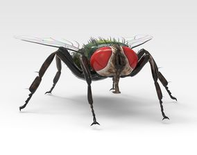 Fly 3D Models | CGTrader