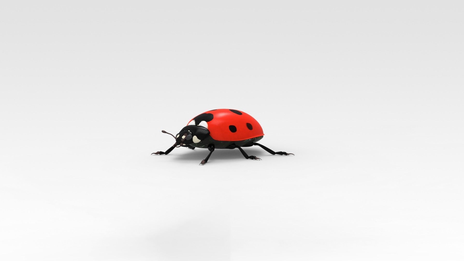 Ladybug 3D model | CGTrader
