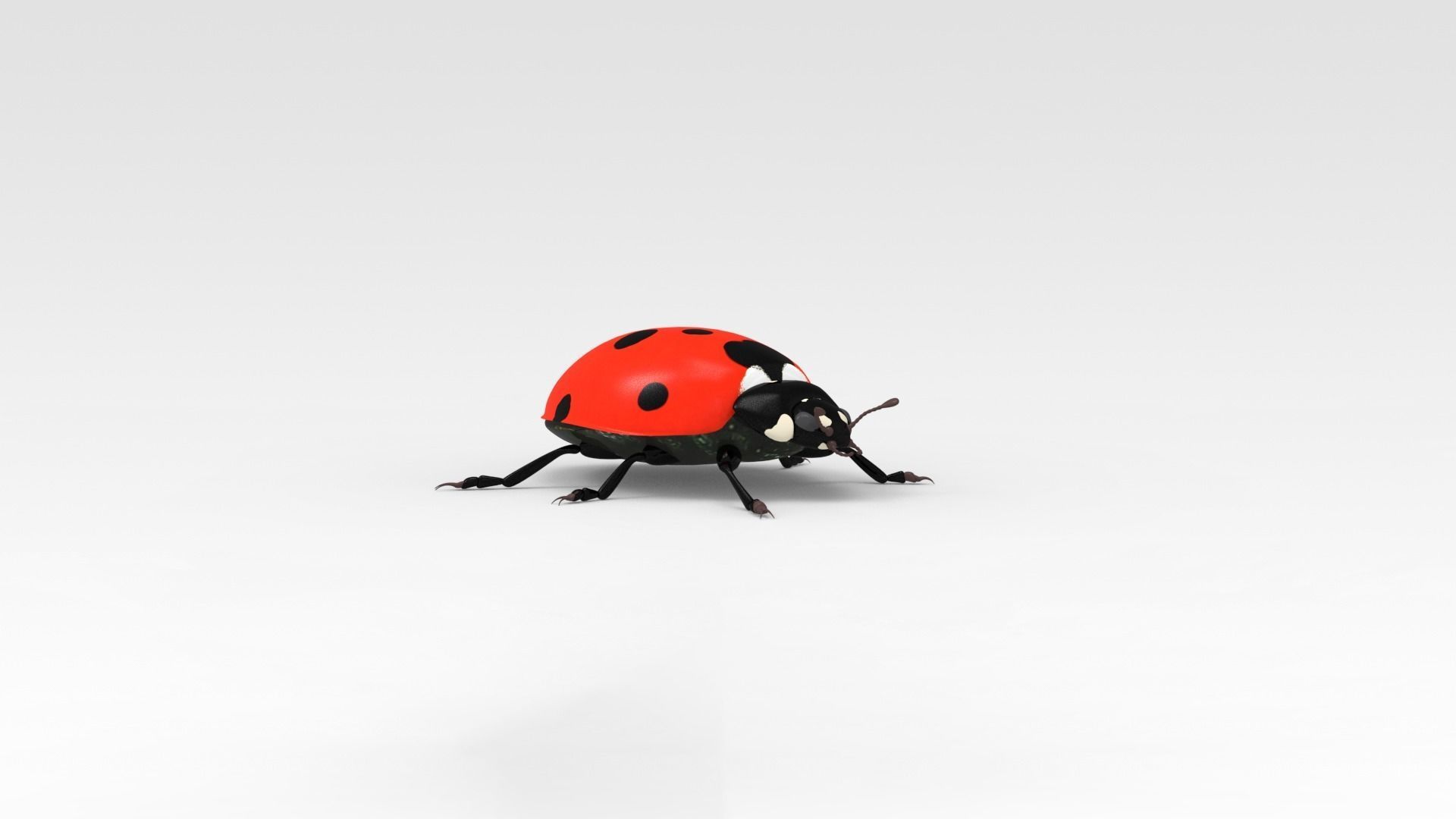 Ladybug 3D model | CGTrader