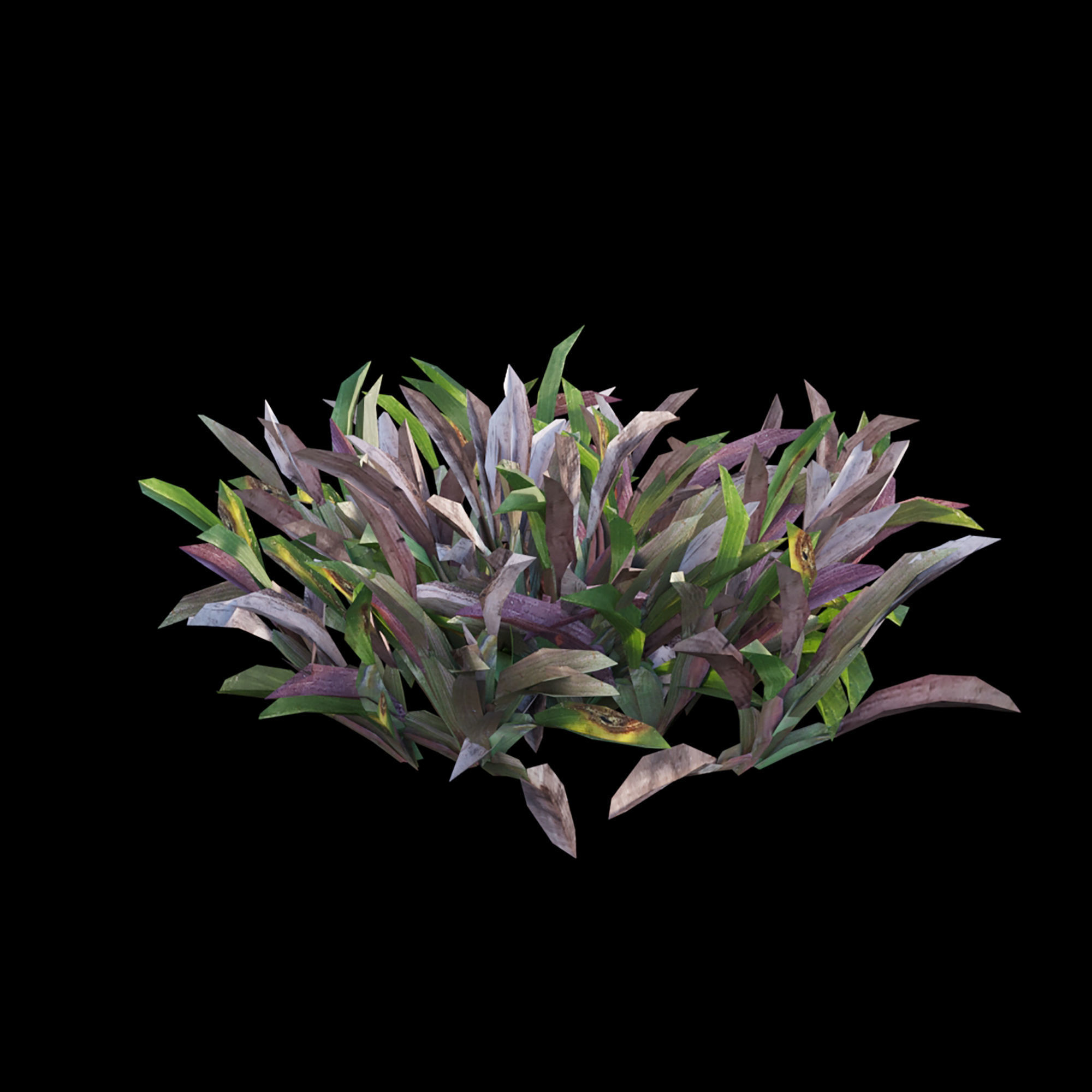 Axonopus compressus old 3D model | CGTrader