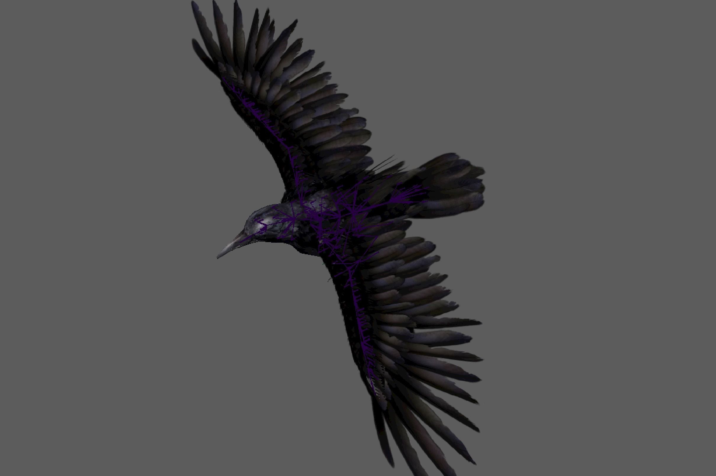 3D model Raven Rig VR / AR / low-poly | CGTrader