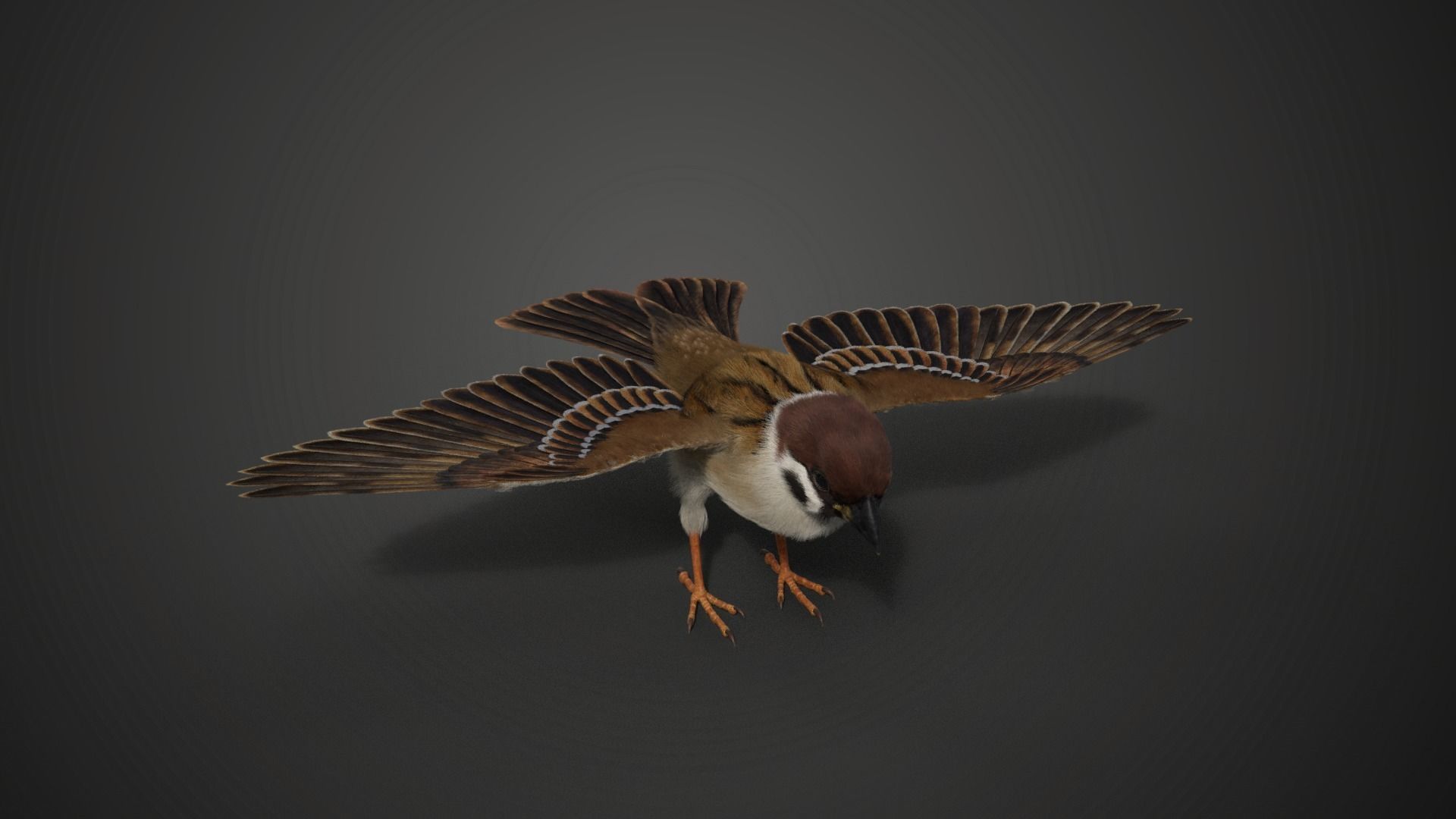 Sparrow Animated VFX Grace 3D model animated rigged | CGTrader