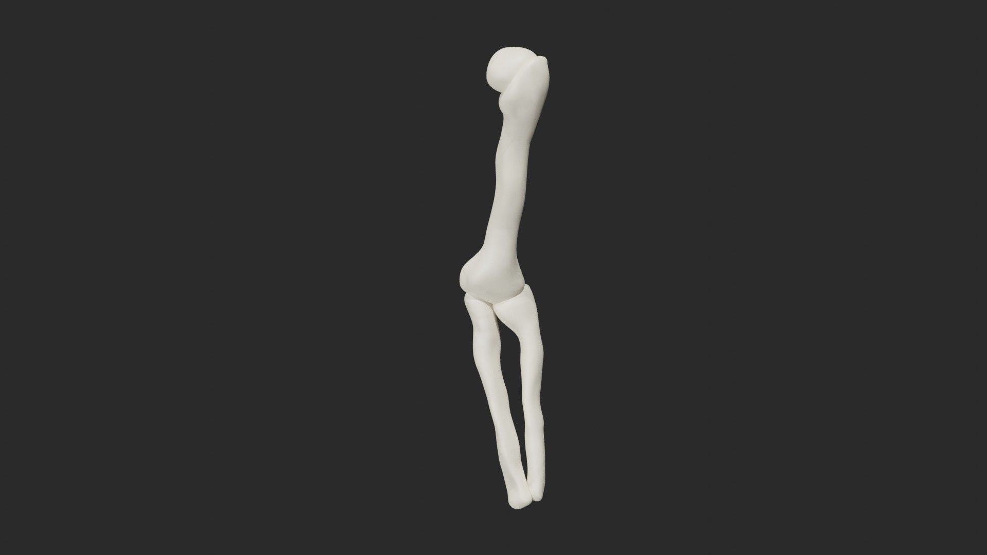 Humerus 3D model | CGTrader