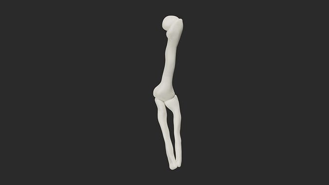 Humerus 3D model | CGTrader