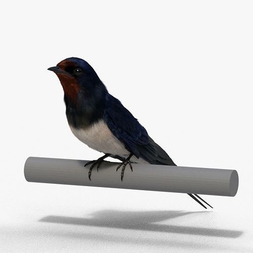 Barn Swallow Animated VFX Grace 3D model animated rigged | CGTrader