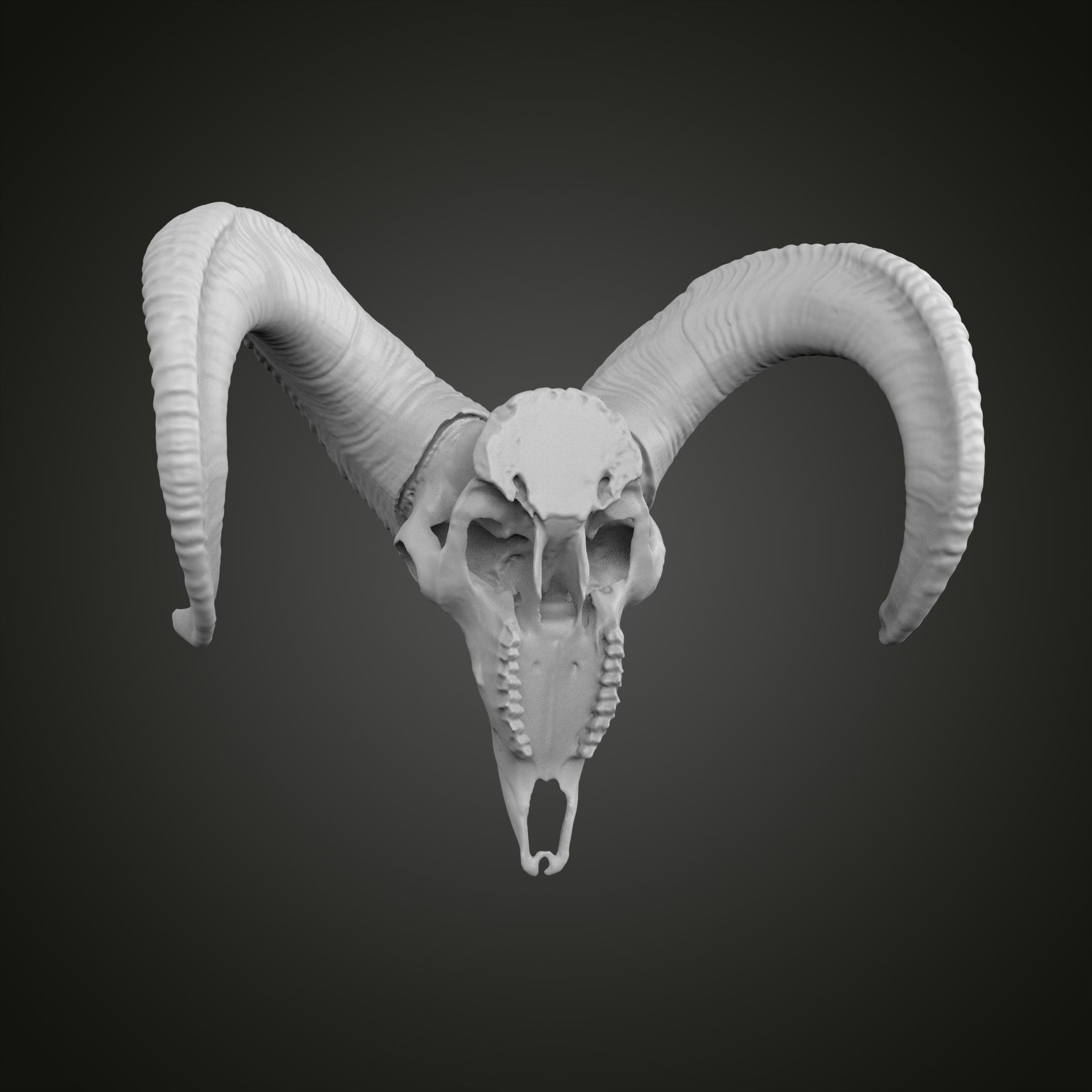 Sheep scull 3D model 3D printable | CGTrader
