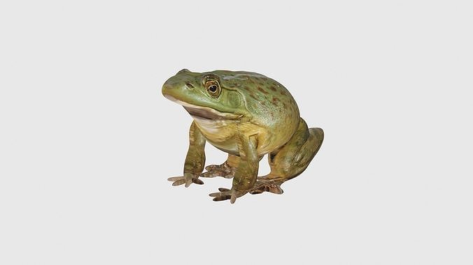 3D model Low Poly Bullfrog Rigged With Realistic Texture VR / AR / low ...