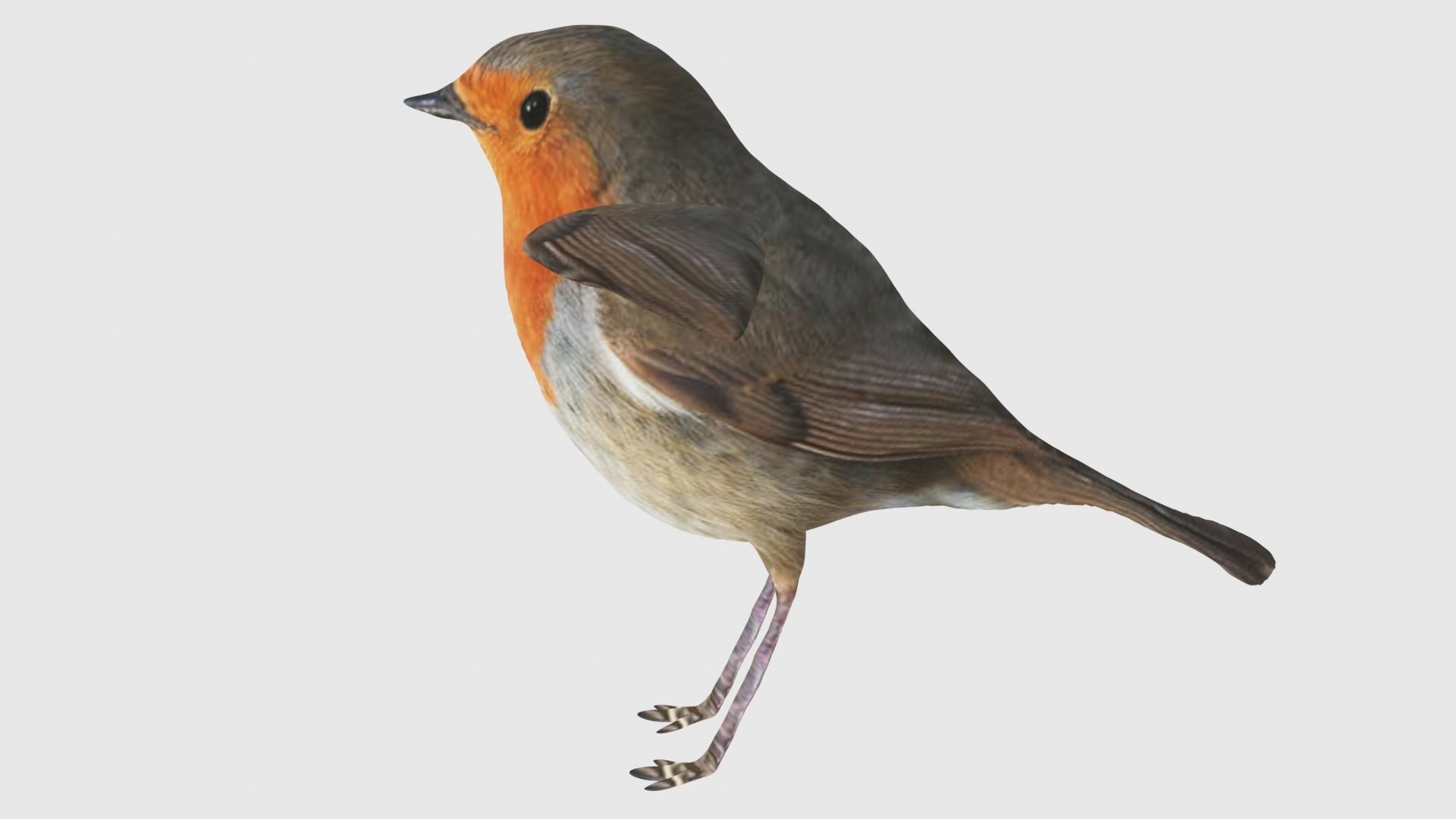 Low Poly Robin Rigged With Realistic Texture 3D model rigged | CGTrader