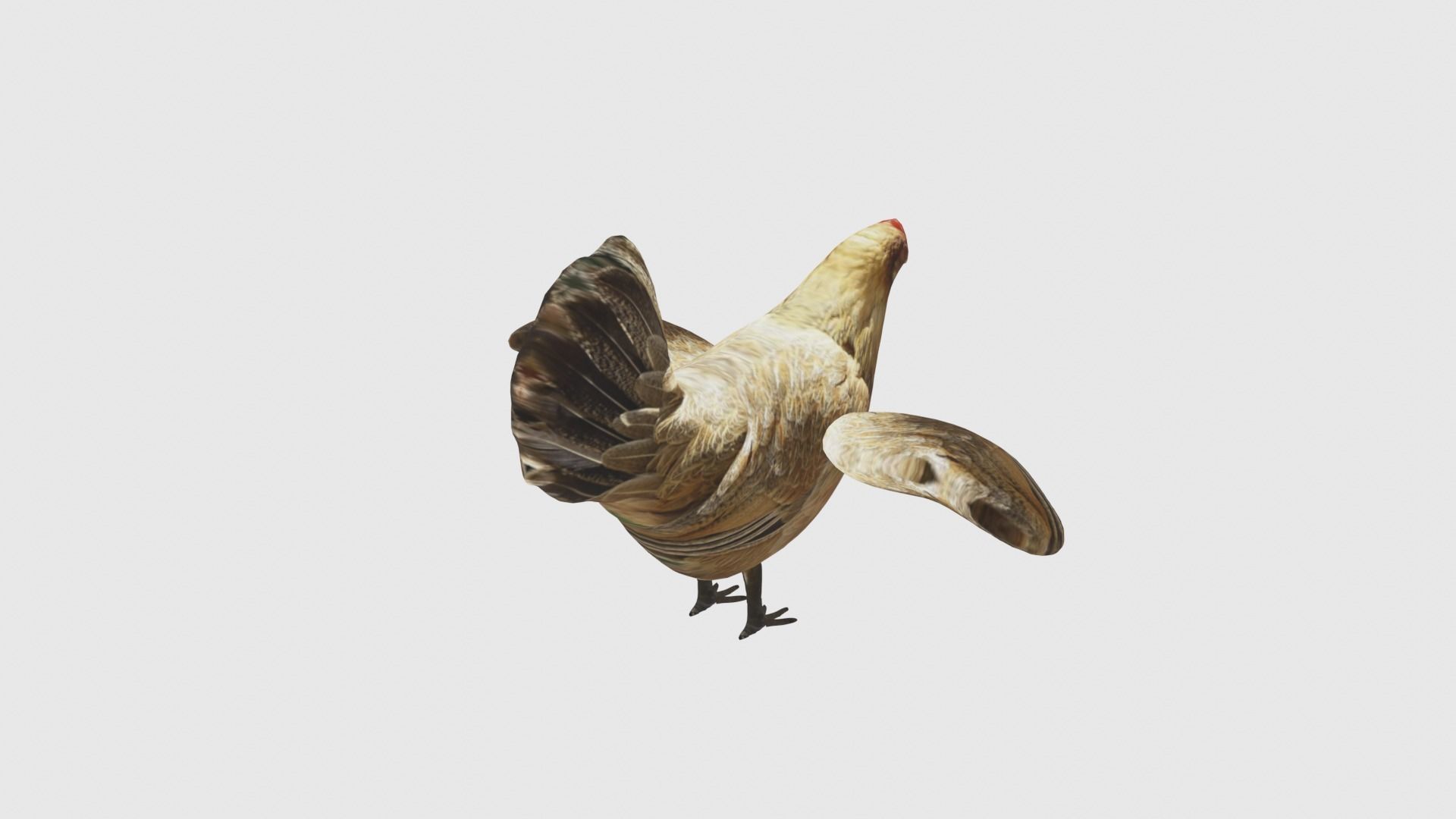 Low Poly Chicken Rigged With Realistic Texture 3D model rigged | CGTrader